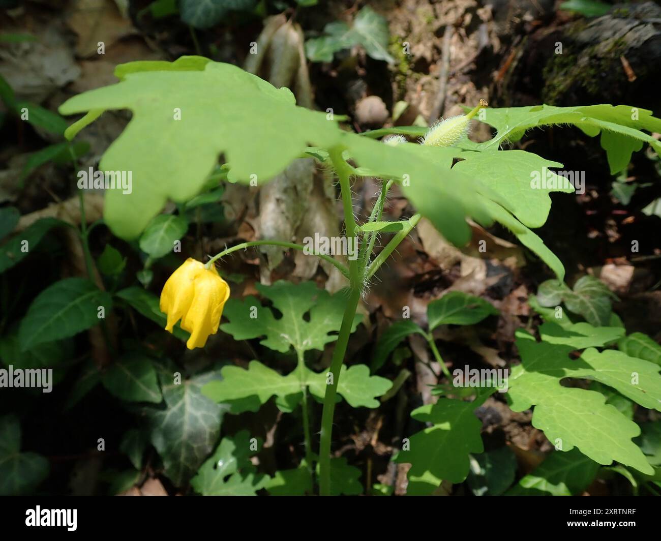 Celandine Poppy (Stylophorum diphyllum) Plantae Stock Photo - Alamy