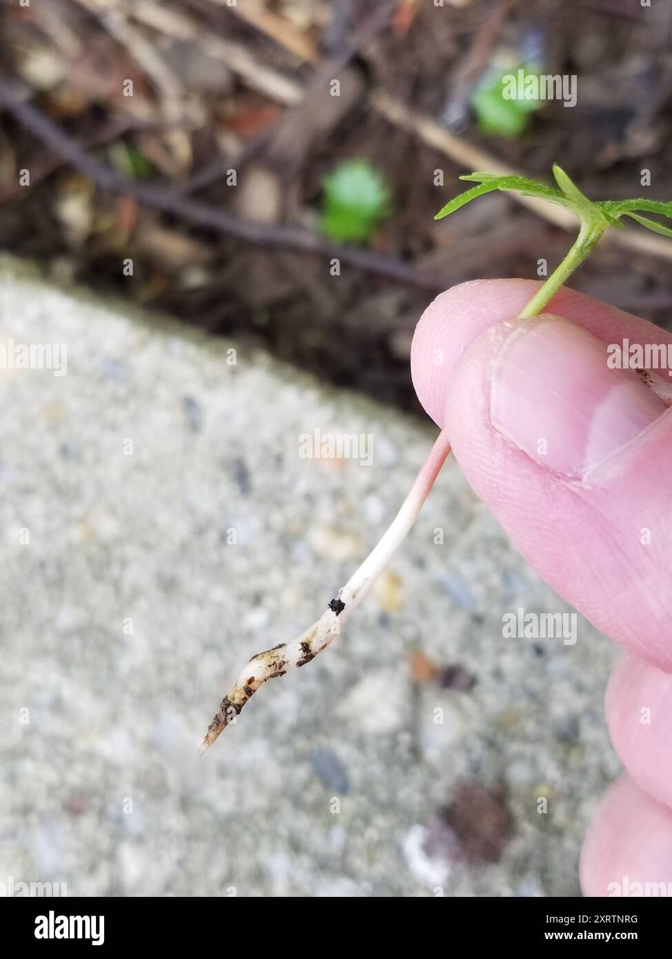 Small-leaved Lime (Tilia cordata) Plantae Stock Photo - Alamy