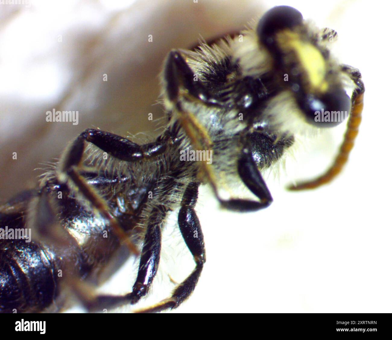 Mining Bees (Andrena) Insecta Stock Photo - Alamy