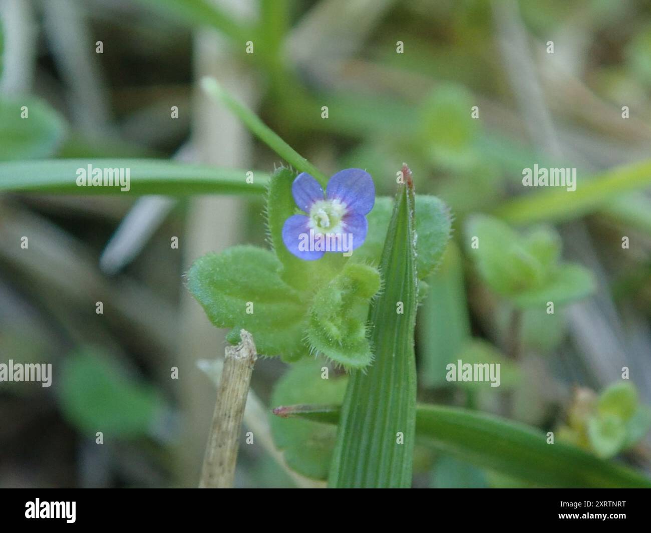 corn speedwell (Veronica arvensis) Plantae Stock Photo - Alamy