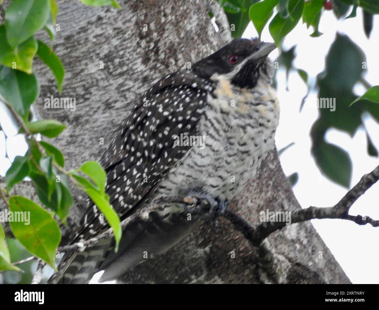 Pacific Koel (Eudynamys orientalis) Aves Stock Photo - Alamy
