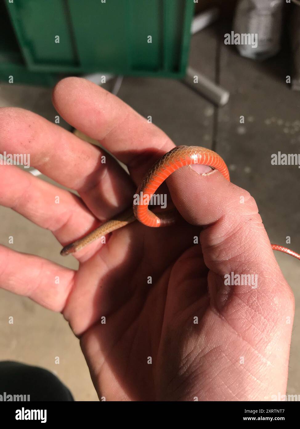 Northern Redbelly Snake (Storeria occipitomaculata occipitomaculata ...