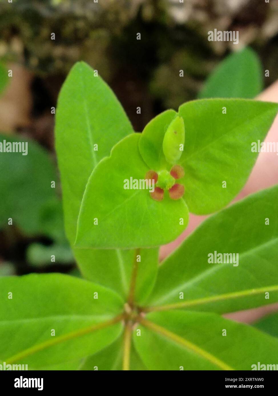Euphorbia dulcis hi-res stock photography and images - Alamy