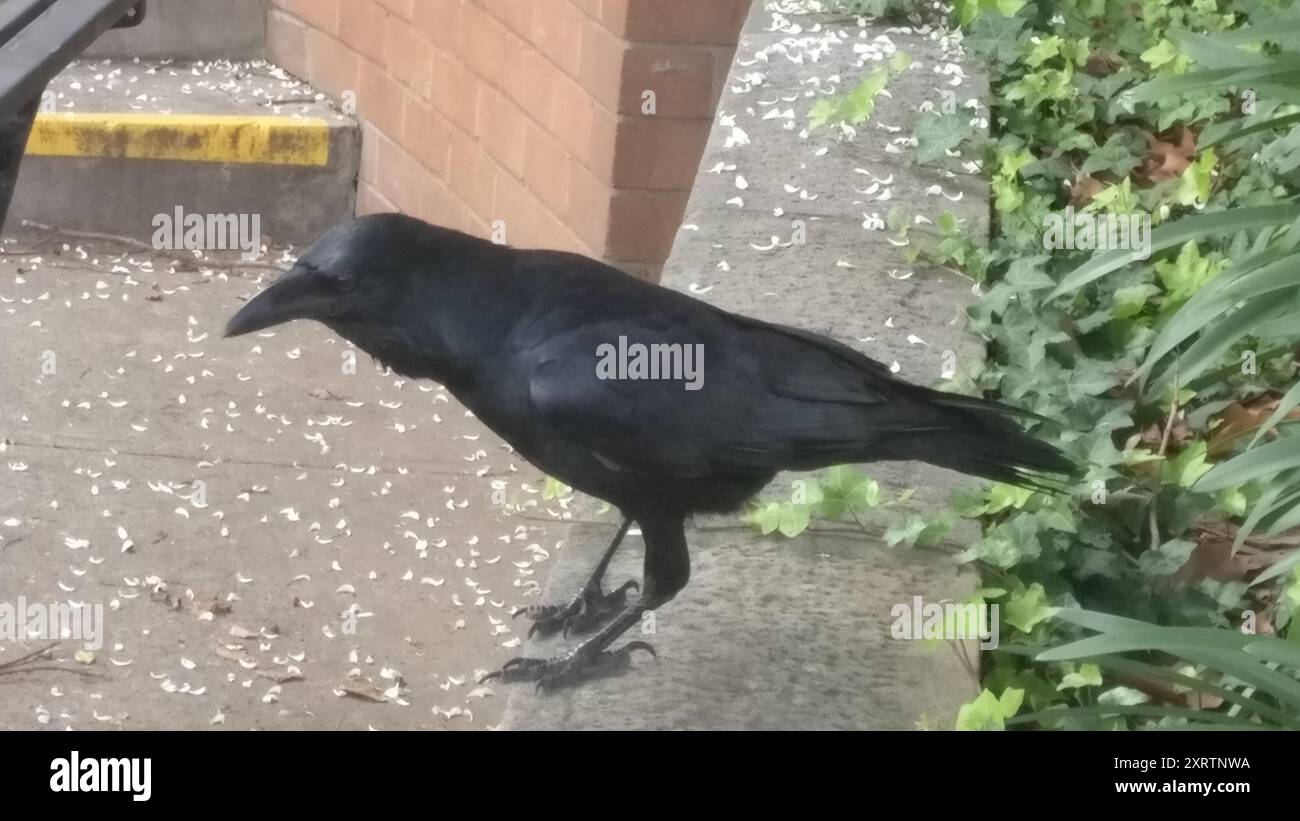 Australian Raven (Corvus coronoides) Aves Stock Photo - Alamy