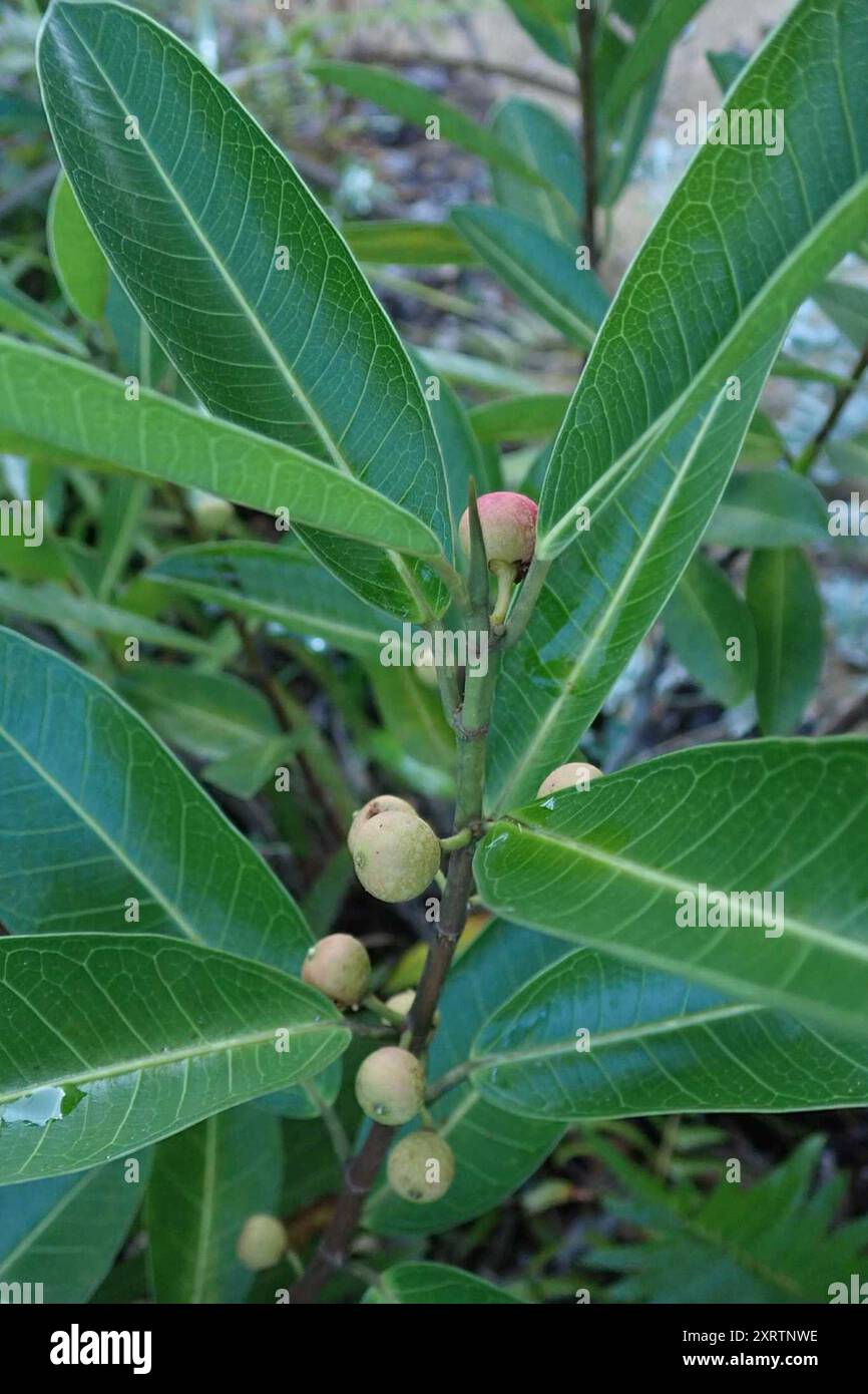 Water Fig (Ficus verruculosa) Plantae Stock Photo - Alamy