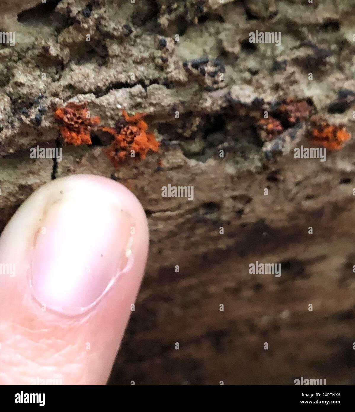 Wasp's Nest Slime Mold (Metatrichia vesparia) Protozoa Stock Photo - Alamy
