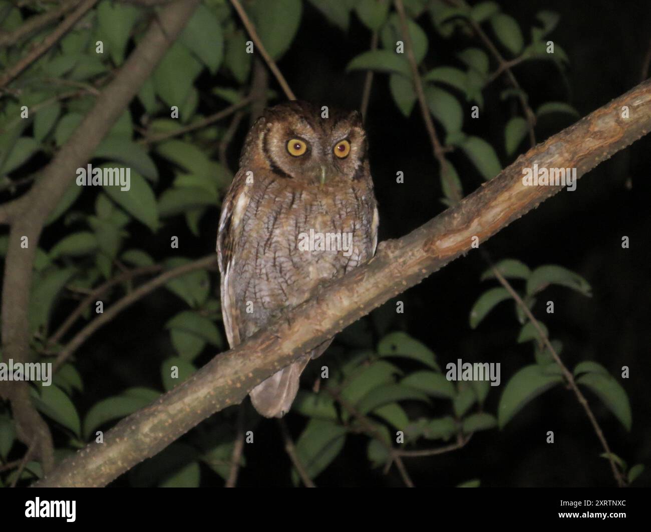 Tropical Screech-Owl (Megascops choliba) Aves Stock Photo - Alamy