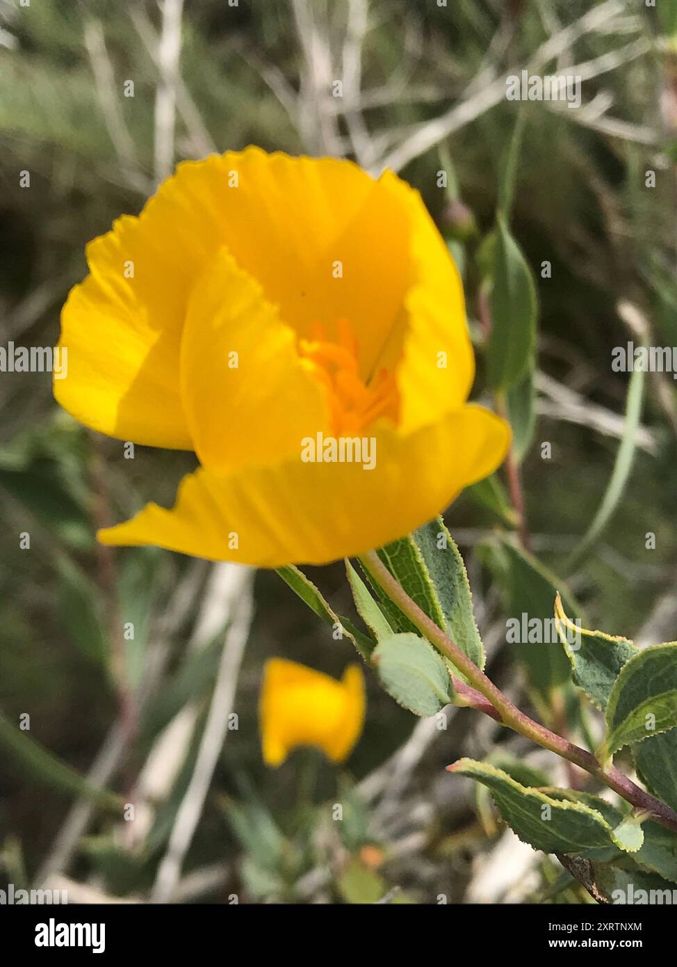 Bush Poppy (Dendromecon rigida) Plantae Stock Photo - Alamy