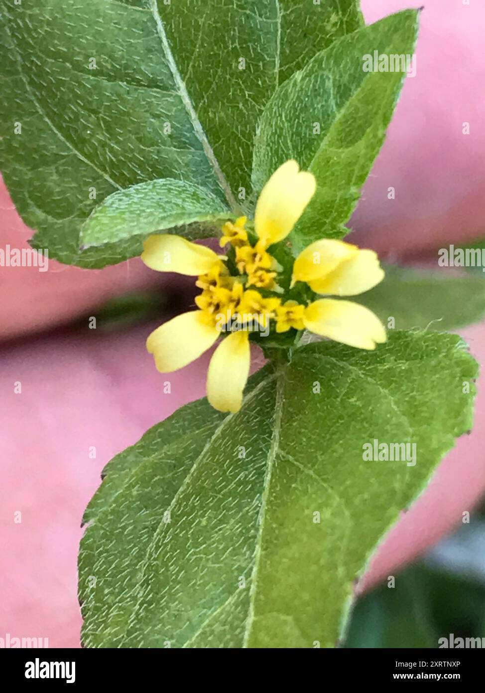 straggler daisy (Calyptocarpus vialis) Plantae Stock Photo - Alamy