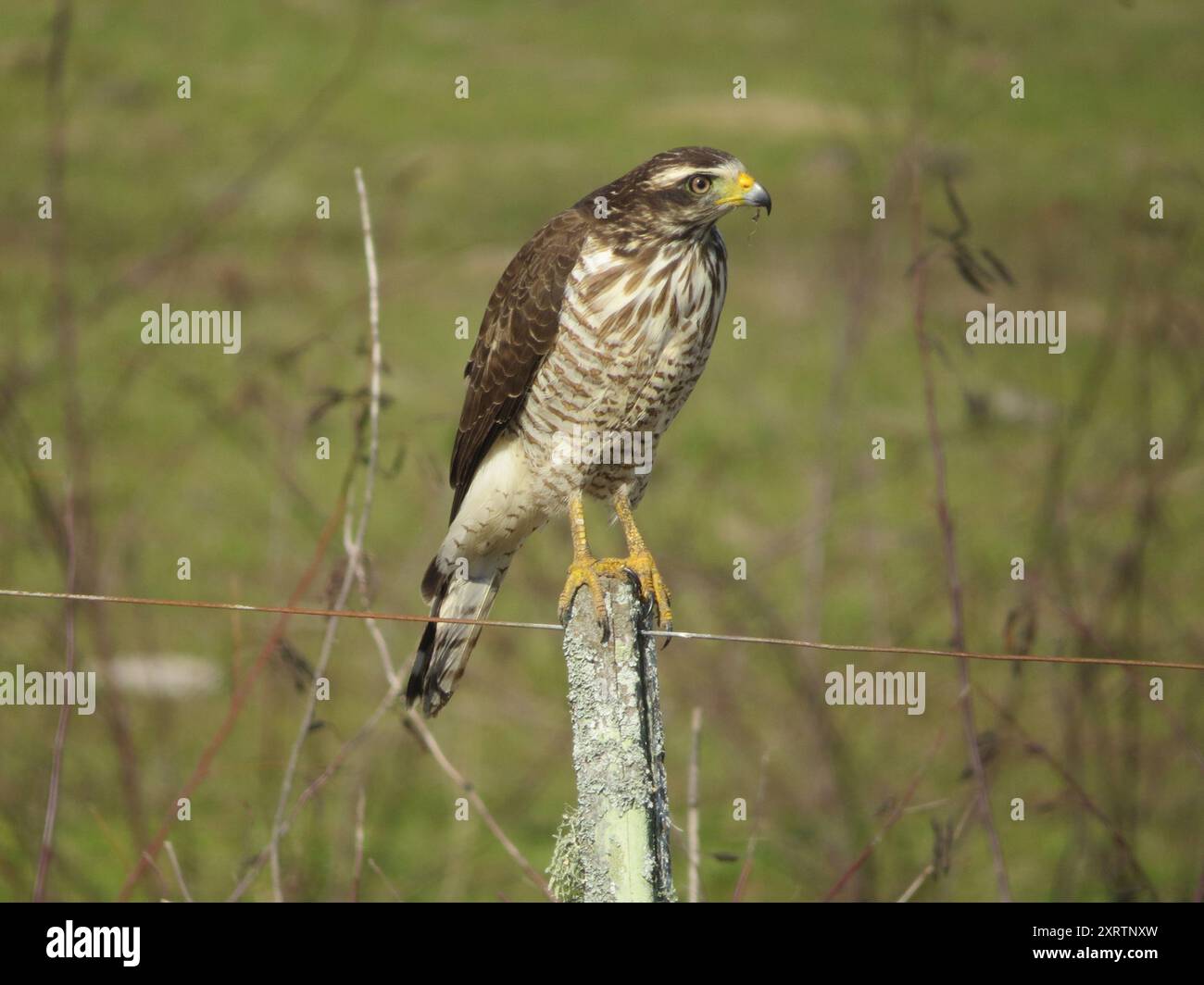 Roadside Hawk (Rupornis magnirostris) Aves Stock Photo - Alamy