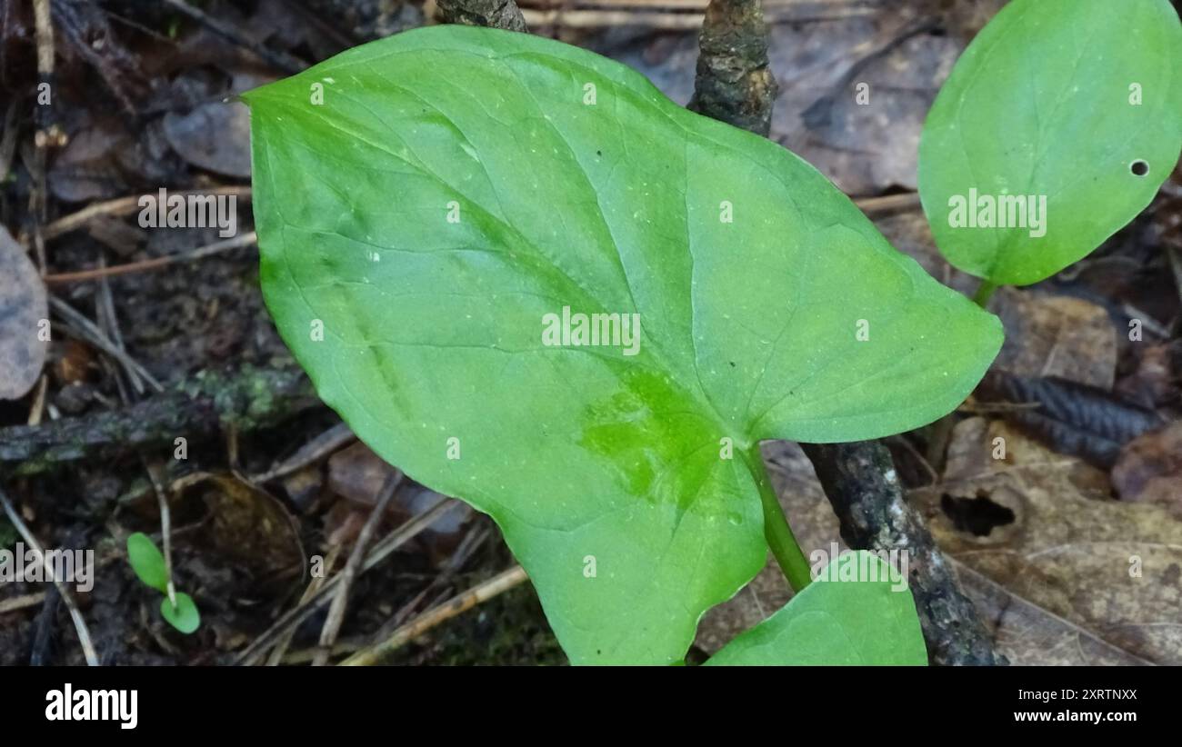 Cuckoo-pint (Arum maculatum) Plantae Stock Photo - Alamy