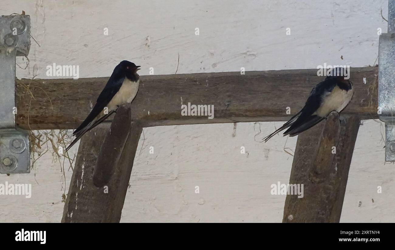 White-bellied Barn Swallow (Hirundo rustica rustica) Aves Stock Photo ...