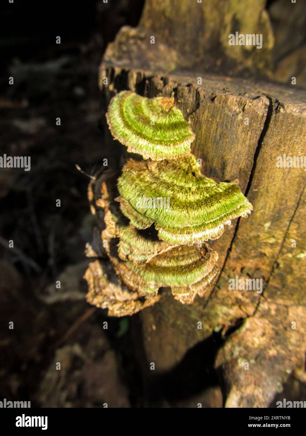 An old Fungi, colored green from algae, on an old dead hardwood Stump ...