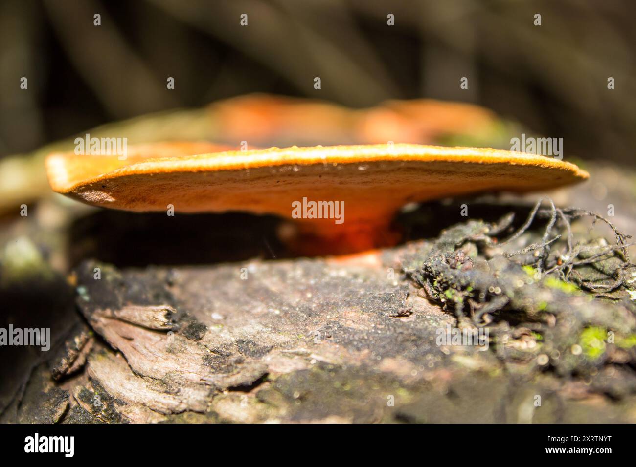 A thin, bright orange Golden Bracket, Phellinus Gilvus Stock Photo - Alamy