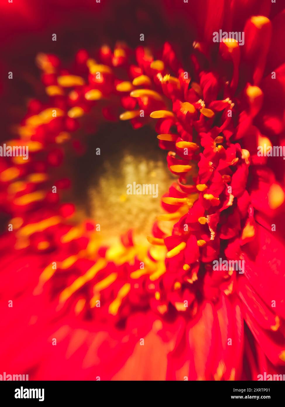 A close up of a red flower with yellow spots. The flower is in full ...