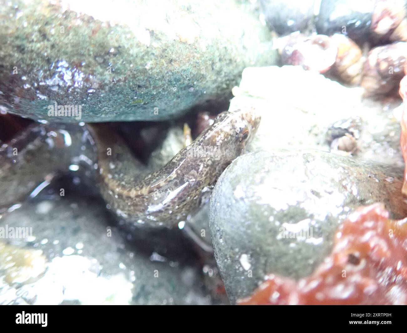 High Cockscomb (Anoplarchus purpurescens) Actinopterygii Stock Photo ...