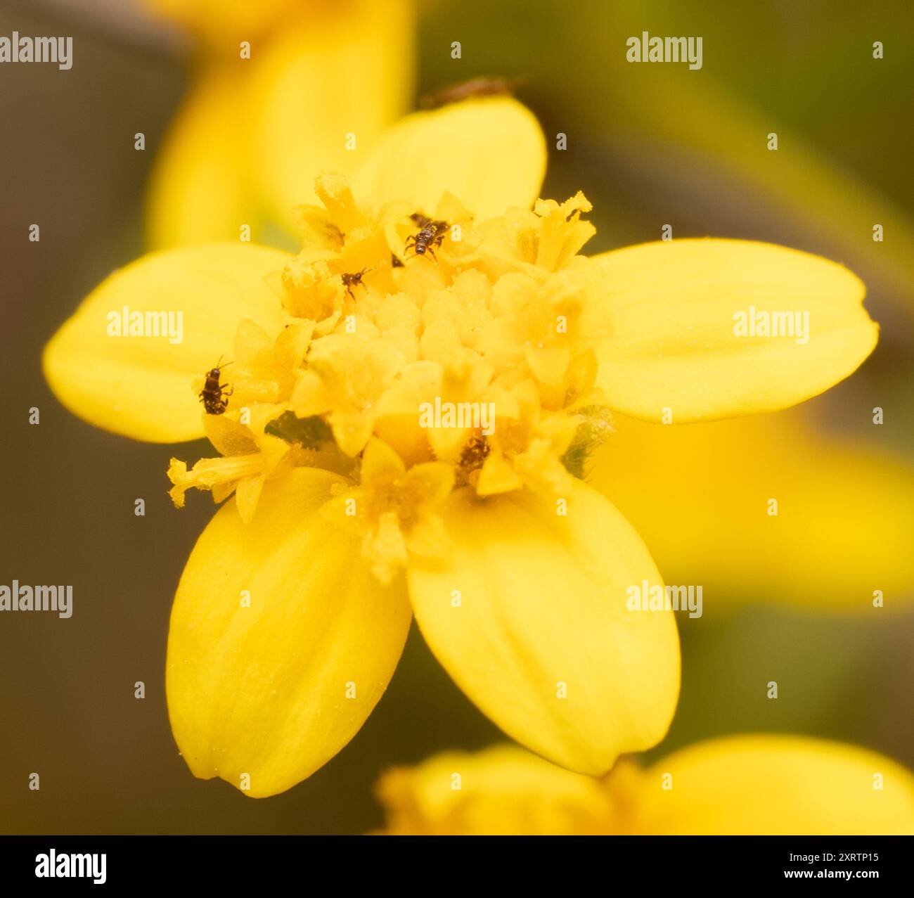 Thrips (Thysanoptera) Insecta Stock Photo - Alamy