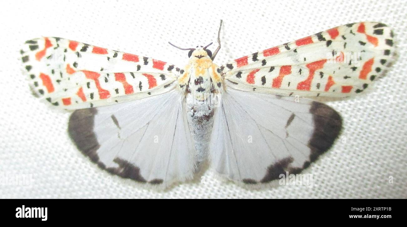Crimson-speckled Flunkey (Utetheisa pulchella) Insecta Stock Photo - Alamy