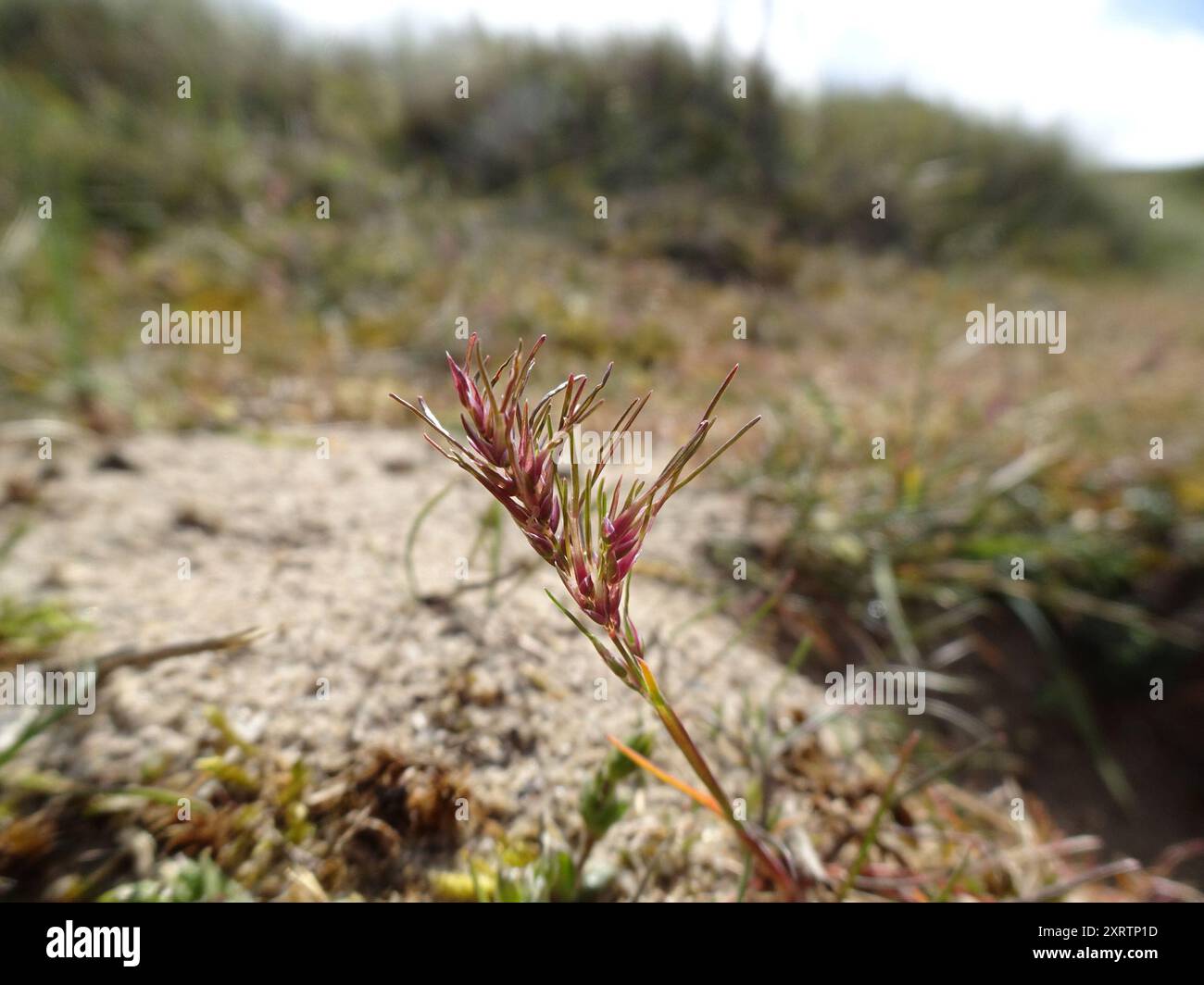 Bulbous Bluegrass (Poa bulbosa) Plantae Stock Photo - Alamy