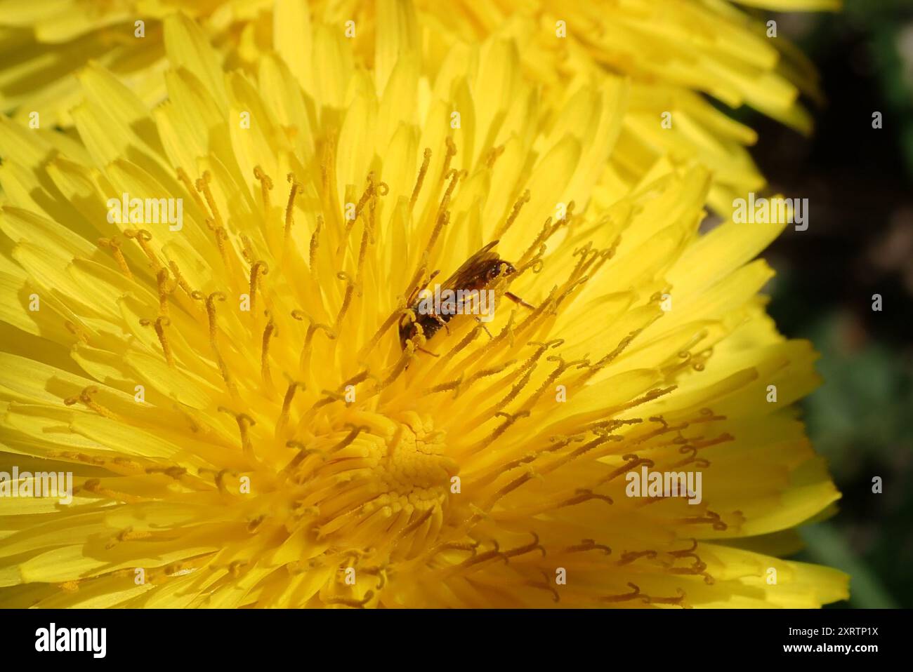 Nomad Bees (Nomada) Insecta Stock Photo - Alamy