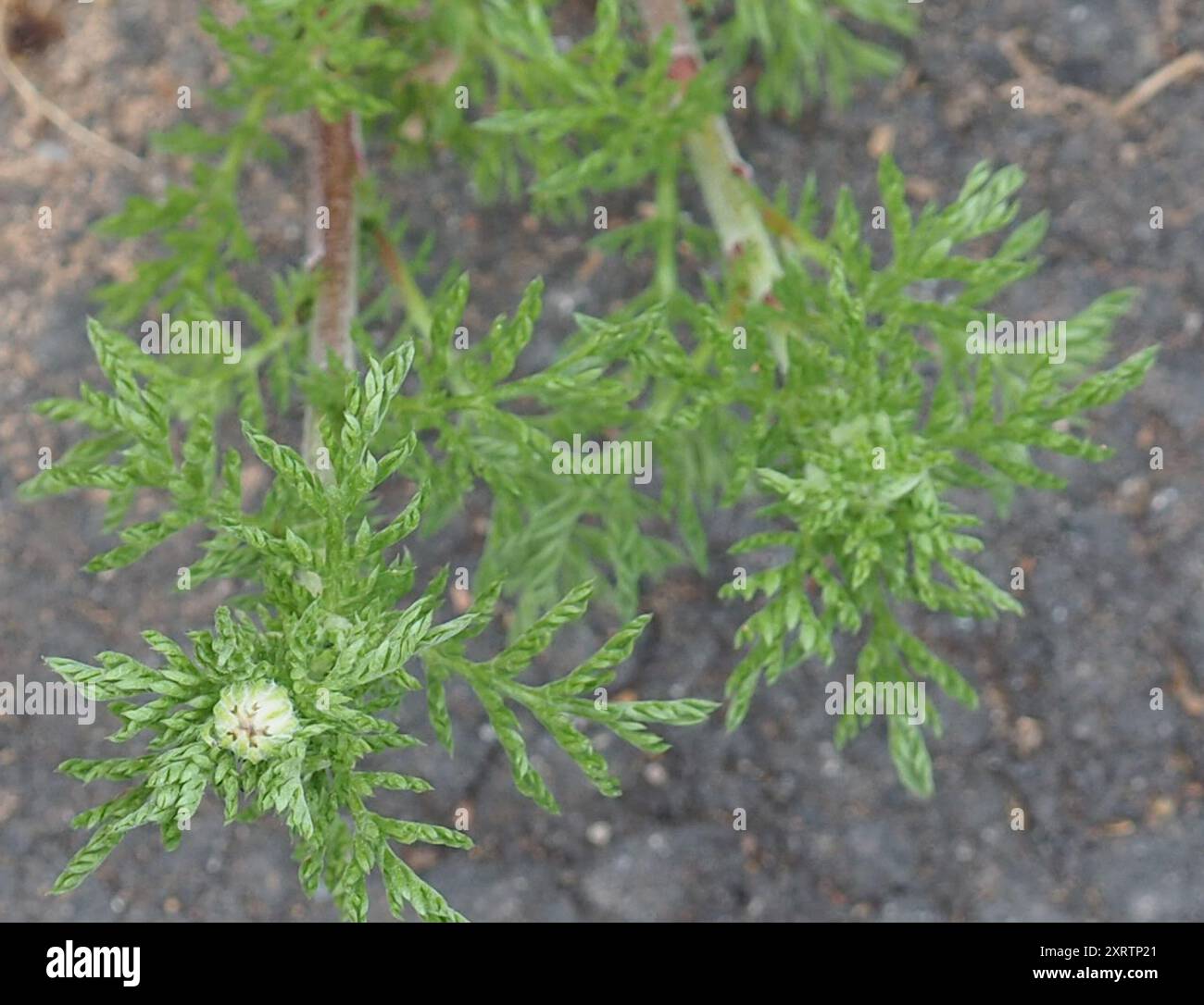 vascular plants (Tracheophyta) Plantae Stock Photo - Alamy