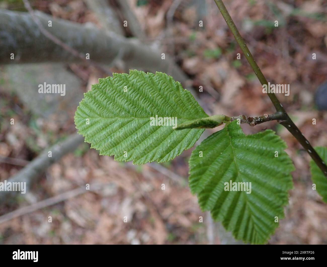 Red Alder (Alnus rubra) Plantae Stock Photo - Alamy