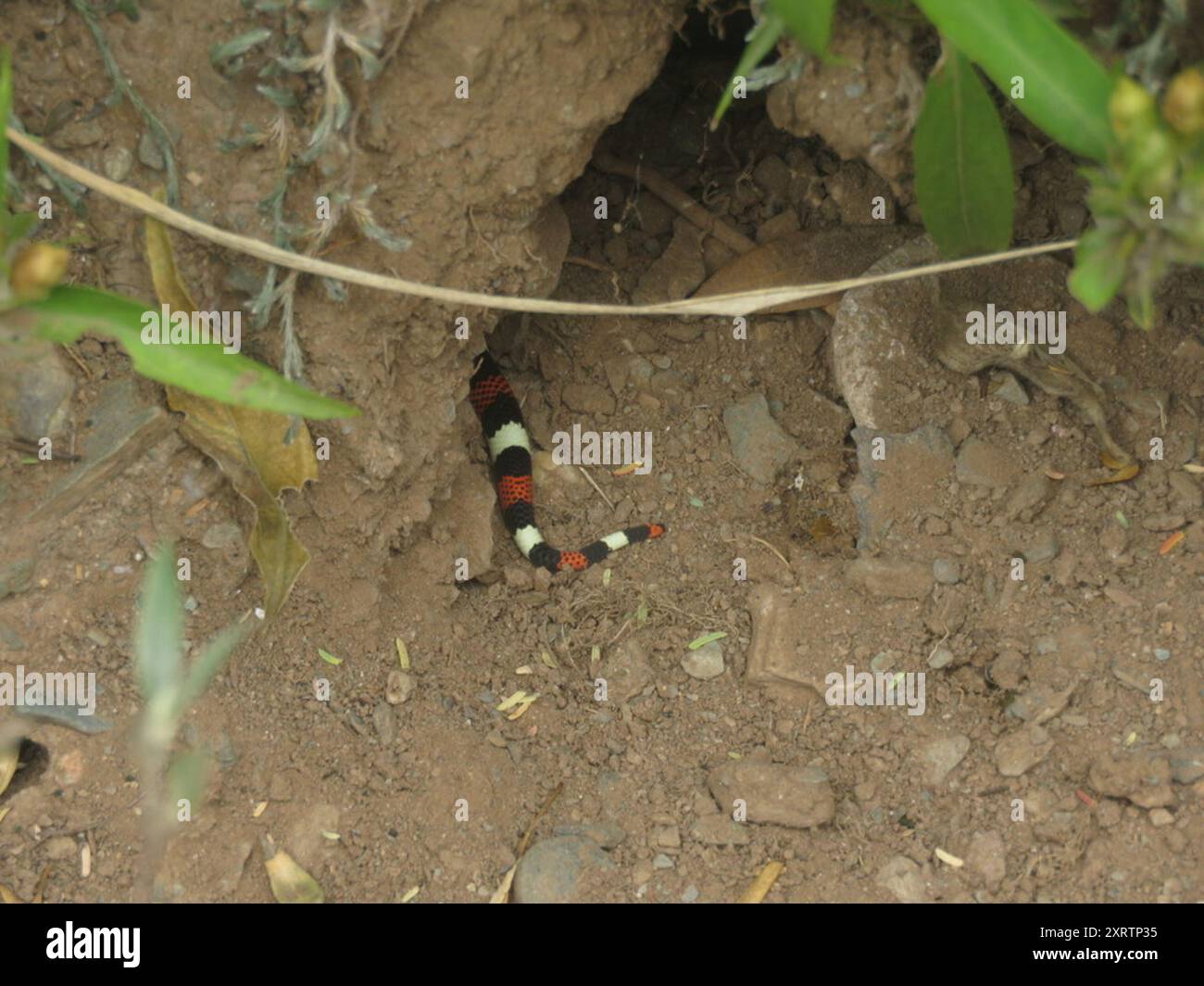 Banded Hognose Snake (Xenodon pulcher) Reptilia Stock Photo - Alamy