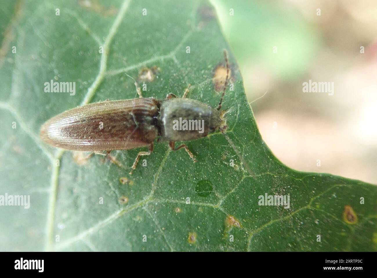 common brown click beetle (Athous haemorrhoidalis) Insecta Stock Photo ...