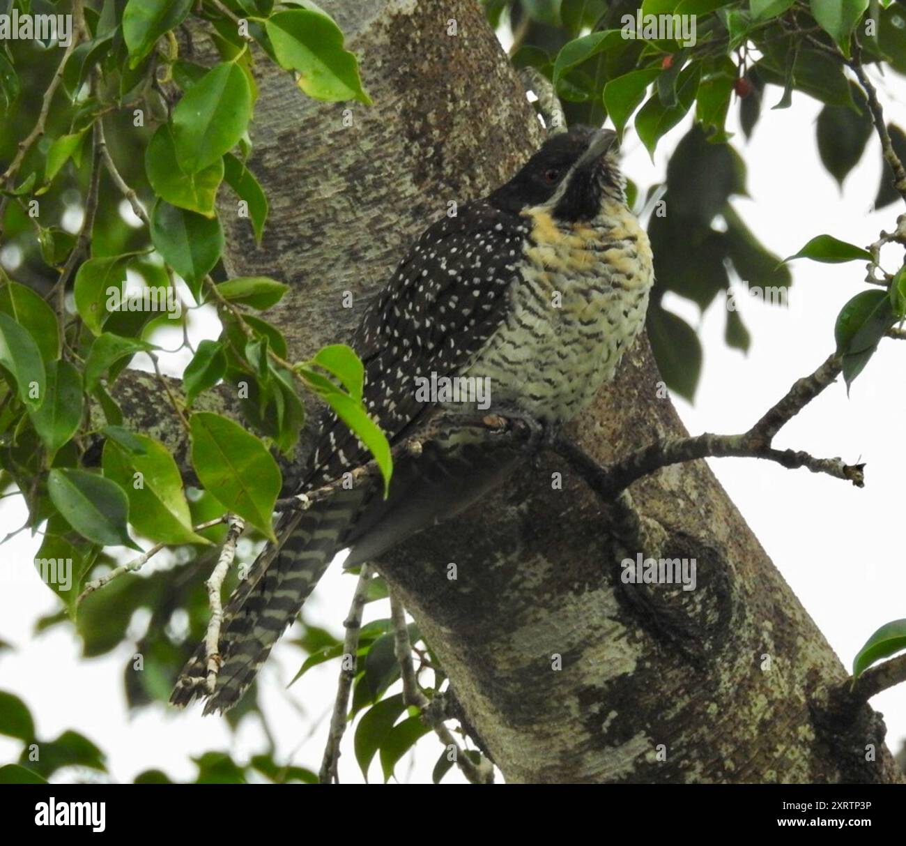 Pacific Koel (Eudynamys orientalis) Aves Stock Photo - Alamy