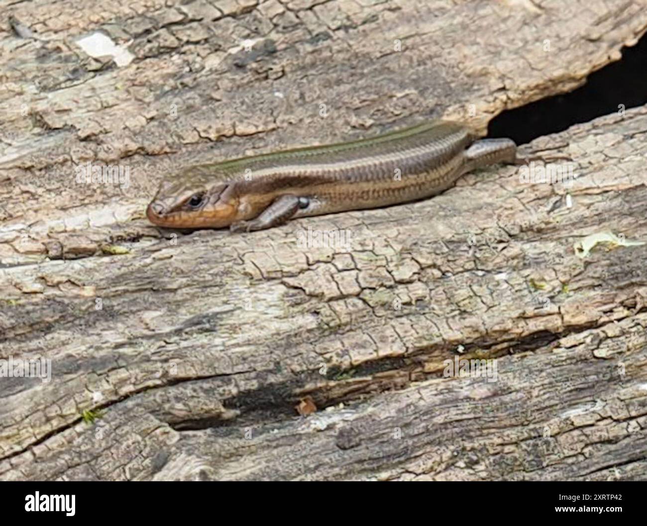 Common Five-lined Skink (Plestiodon fasciatus) Reptilia Stock Photo - Alamy