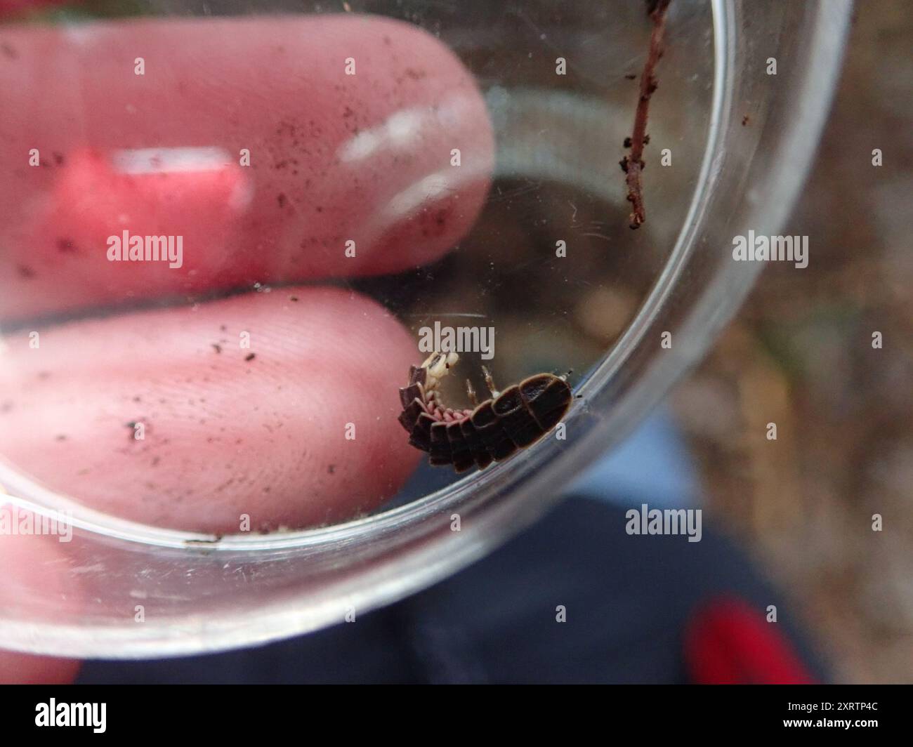 typical fireflies (Lampyrinae) Insecta Stock Photo - Alamy