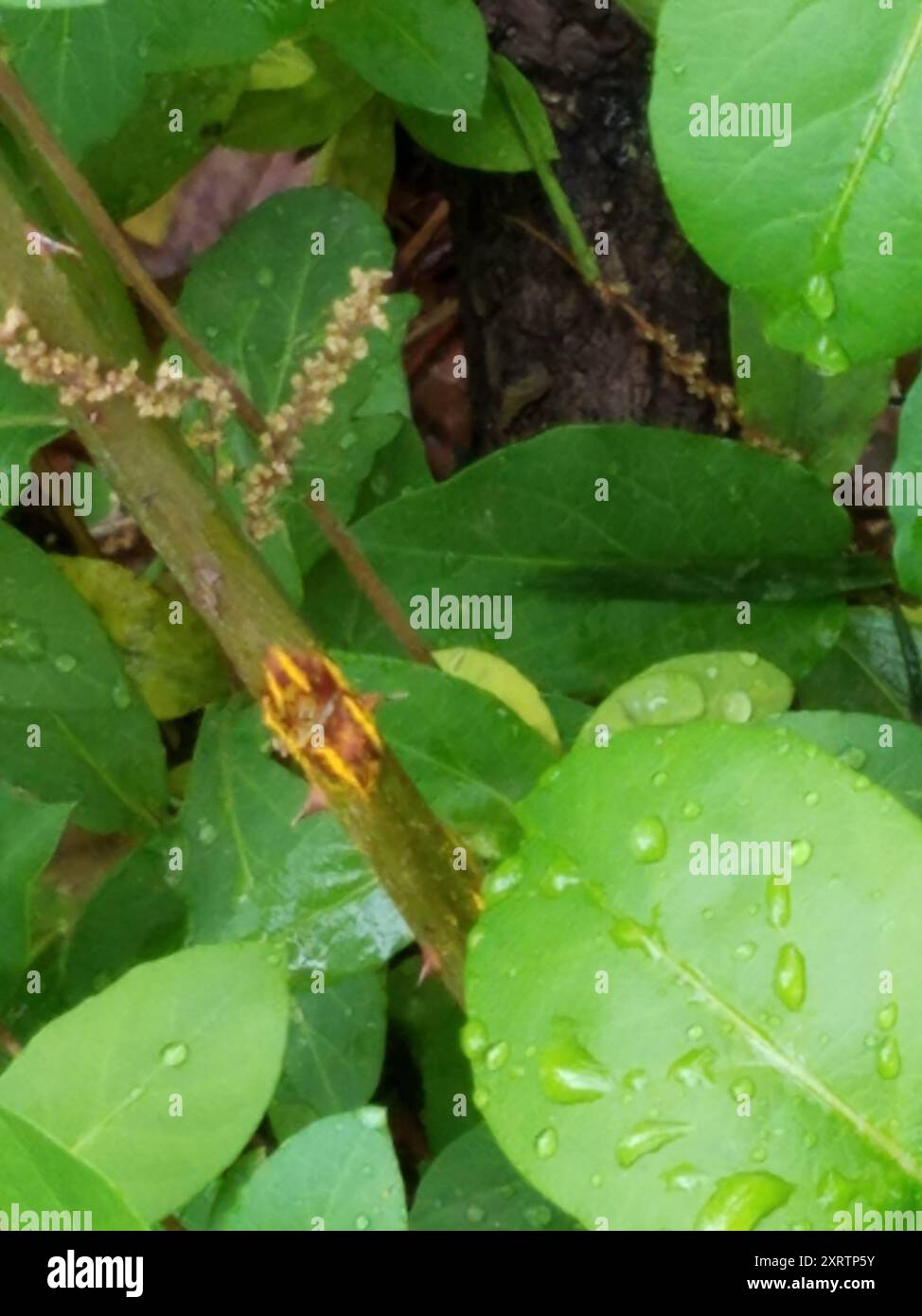pale bramble rust (Kuehneola uredinis) Fungi Stock Photo - Alamy