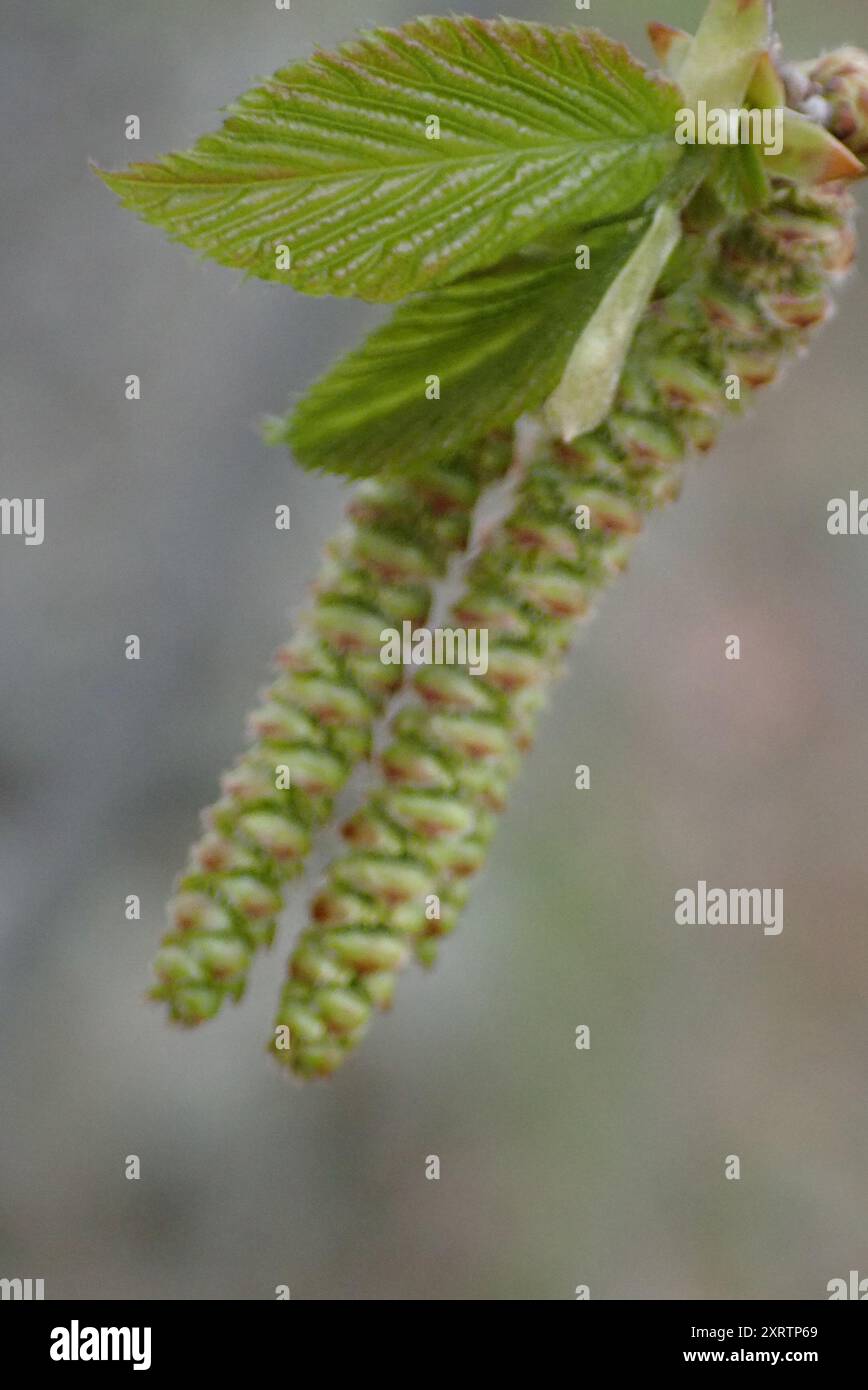 birch family (Betulaceae) Plantae Stock Photo - Alamy