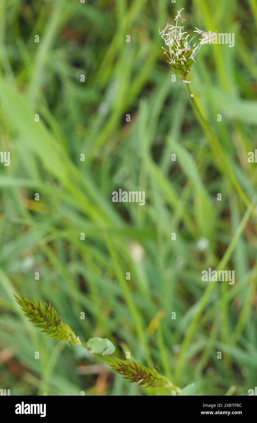 true sedges (Carex) Plantae Stock Photo - Alamy