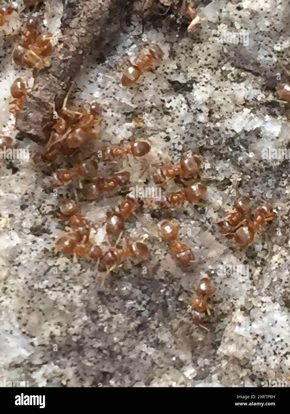 Citronella Ants, Fuzzy Ants, and Allies (Lasius) Insecta Stock Photo ...