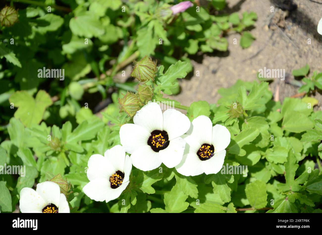 flower-of-an-hour (Hibiscus trionum) Plantae Stock Photo - Alamy