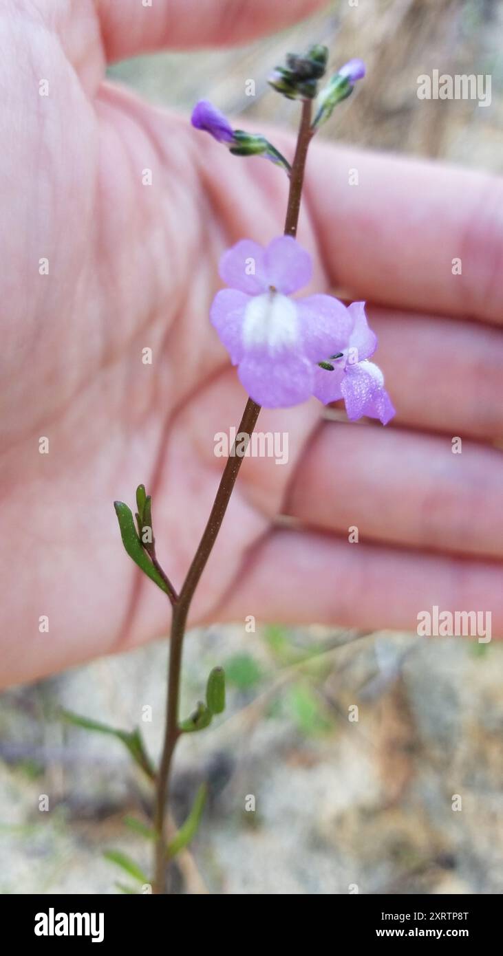 blue toadflax (Nuttallanthus canadensis) Plantae Stock Photo - Alamy