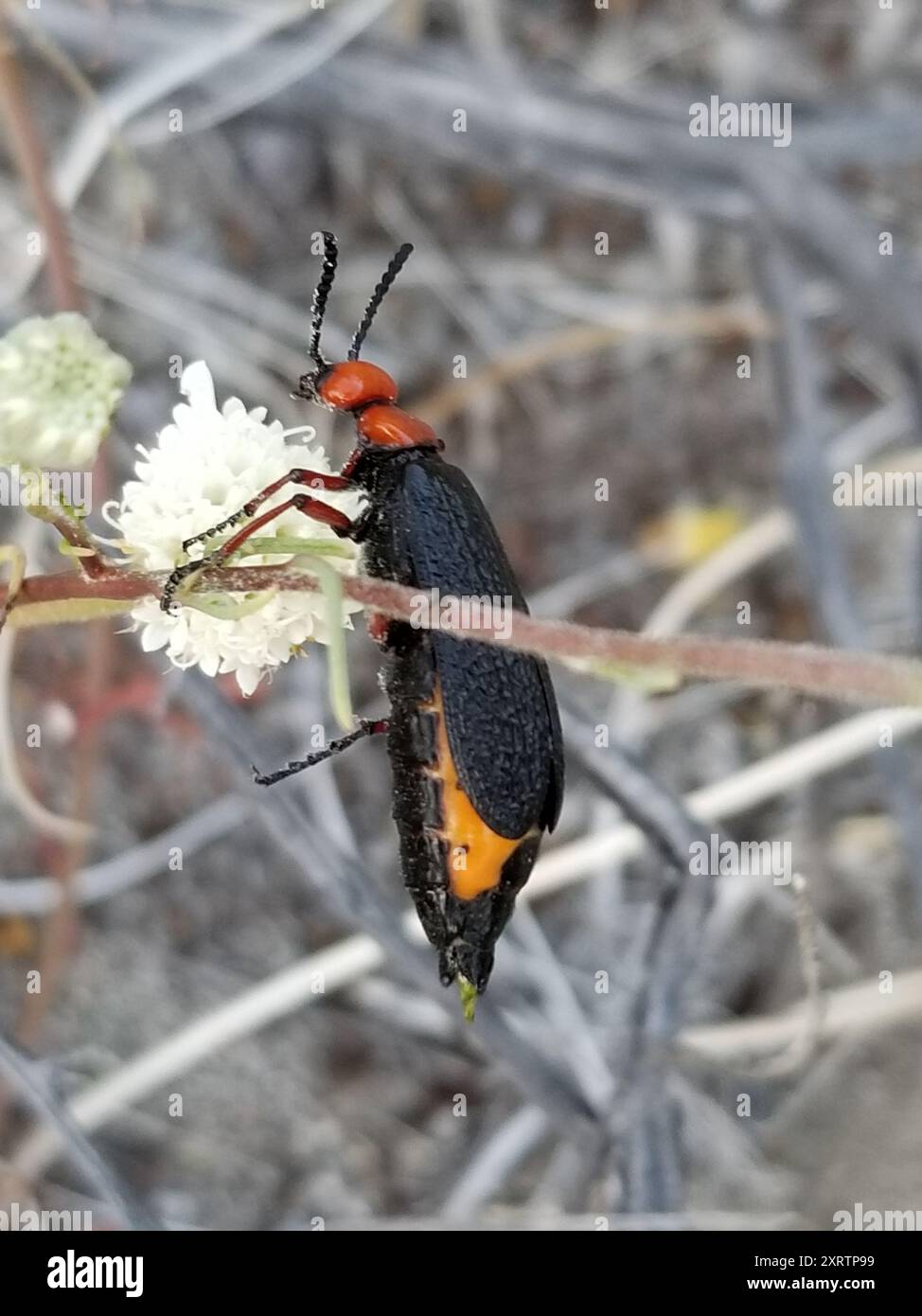 Master Blister Beetle (Lytta magister) Insecta Stock Photo - Alamy
