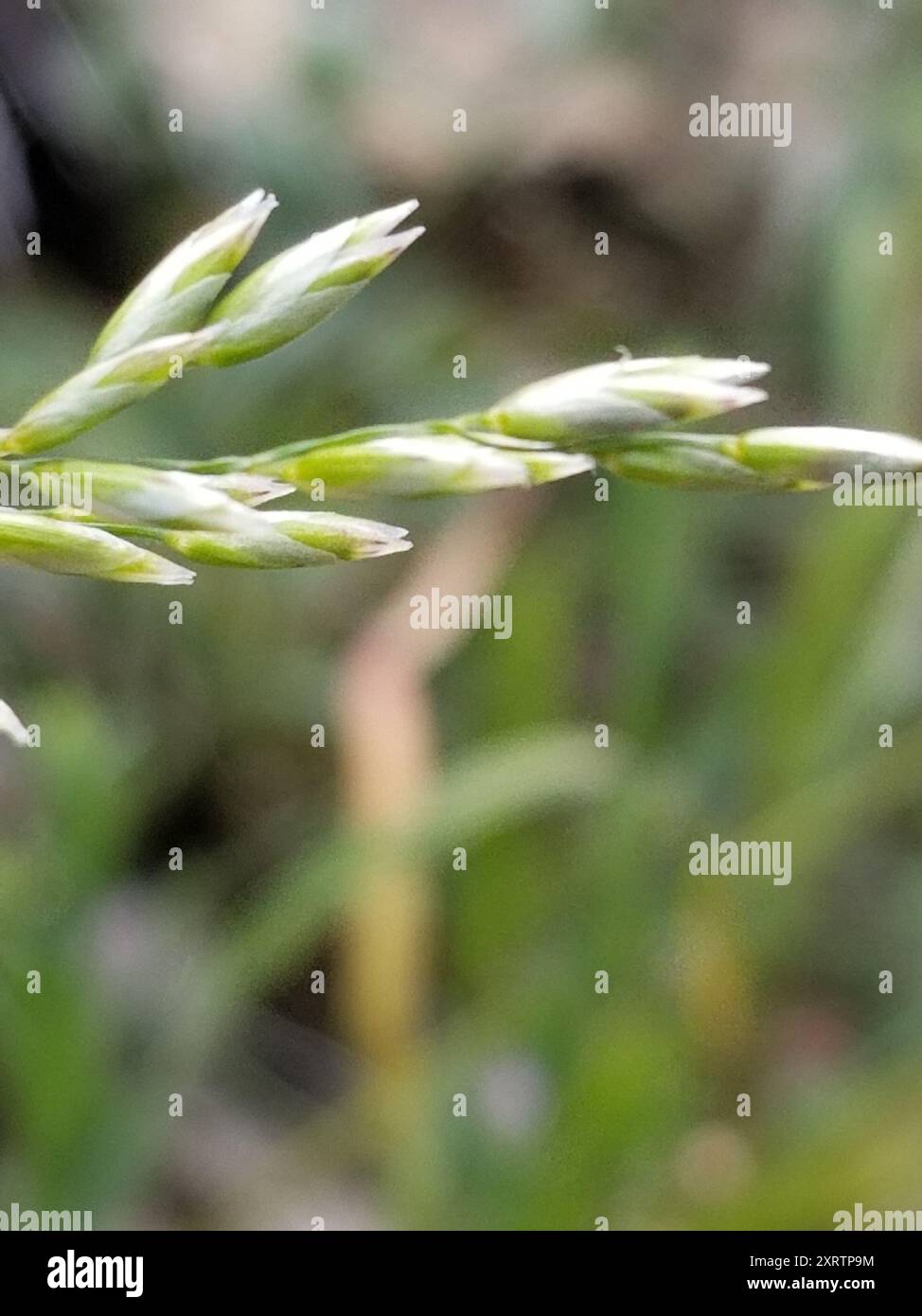 Smilo Grass (Oloptum miliaceum) Plantae Stock Photo - Alamy