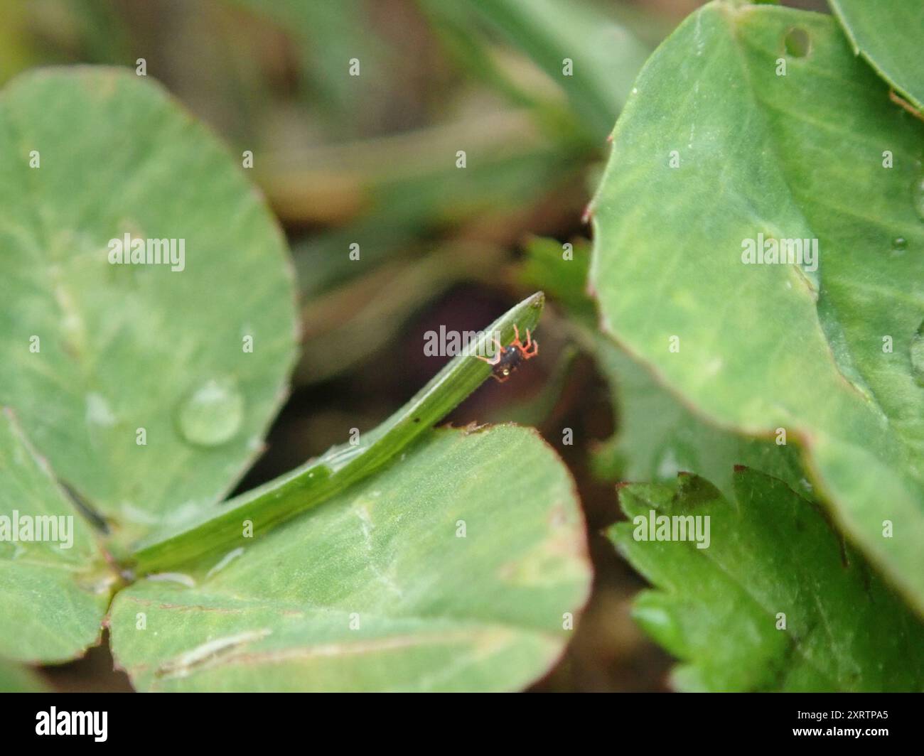 Blue Oat Mite (Penthaleus major) Arachnida Stock Photo - Alamy