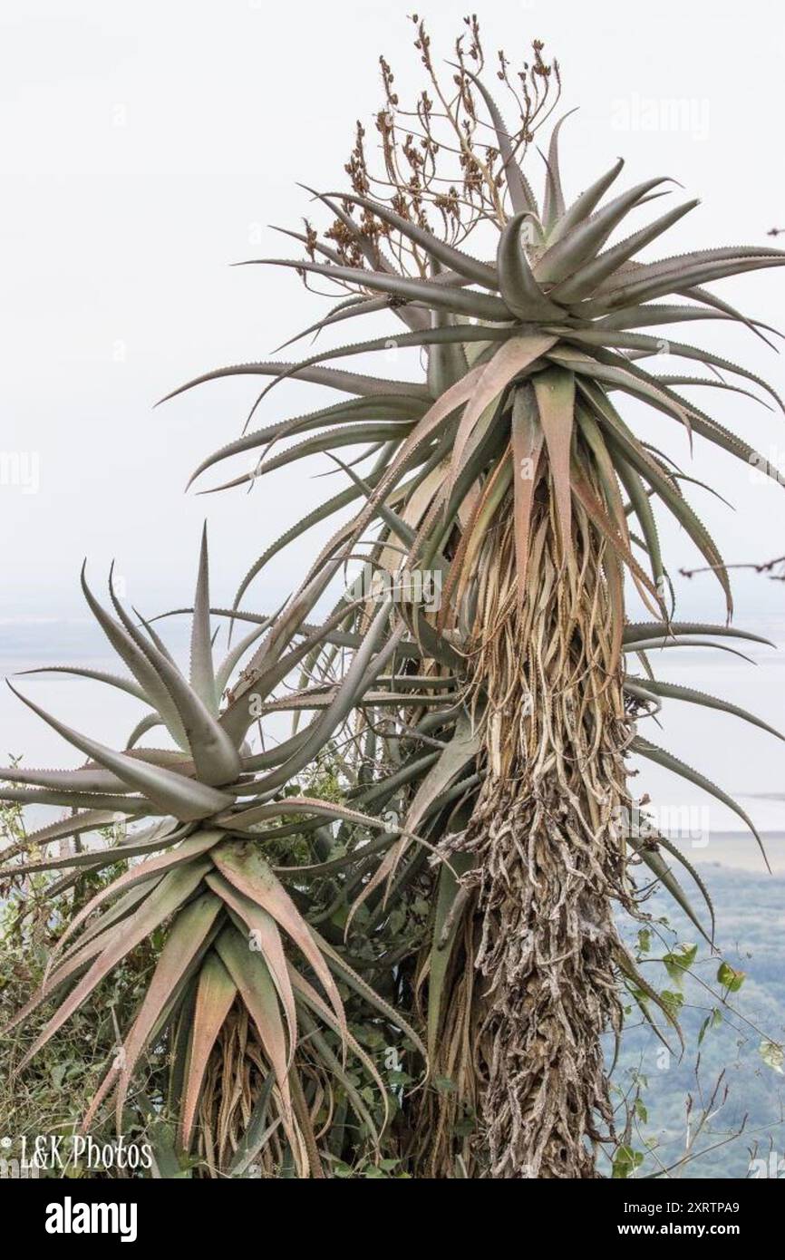(Aloe volkensii) Plantae Stock Photo - Alamy