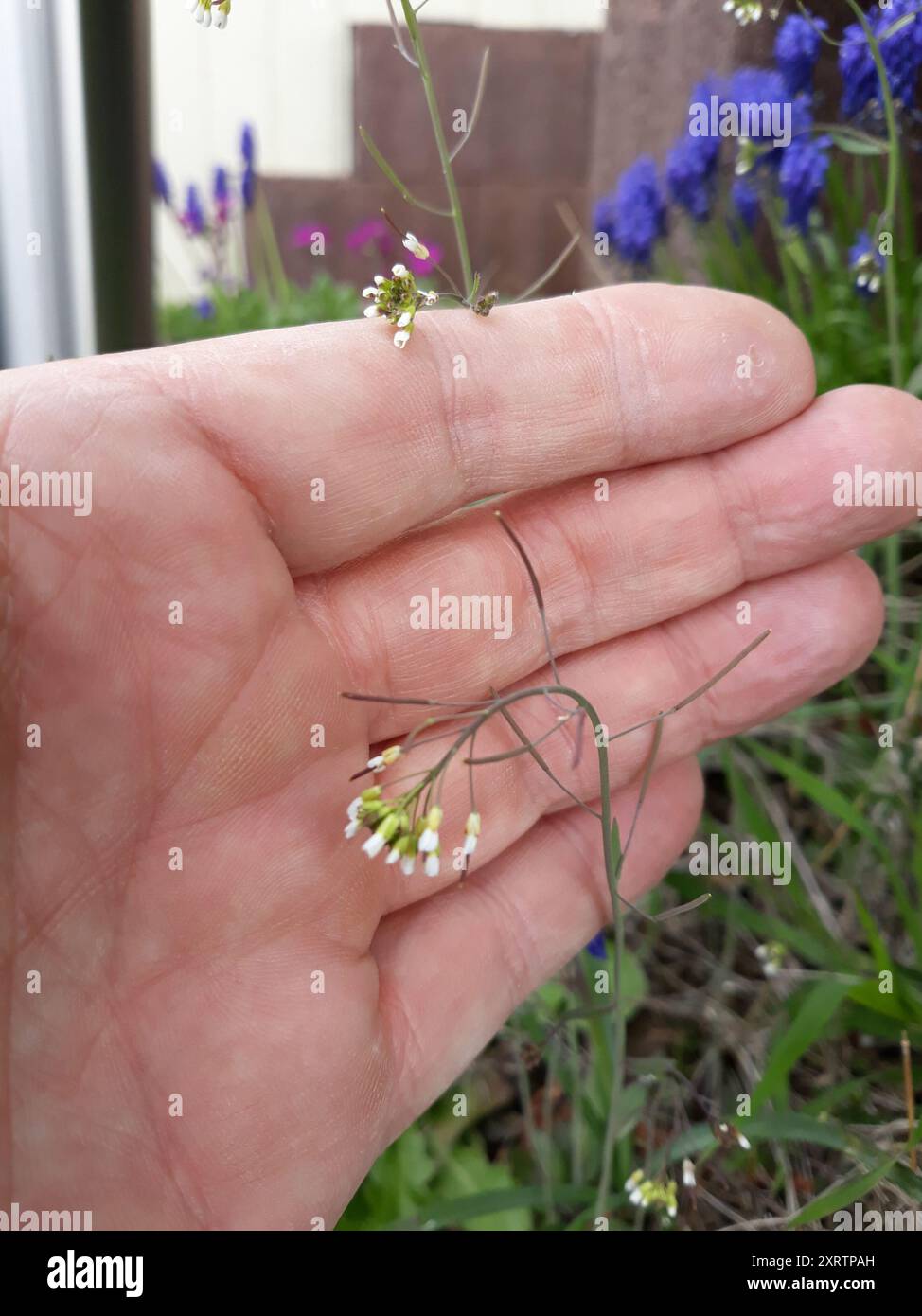 mouse-ear cress (Arabidopsis thaliana) Plantae Stock Photo - Alamy