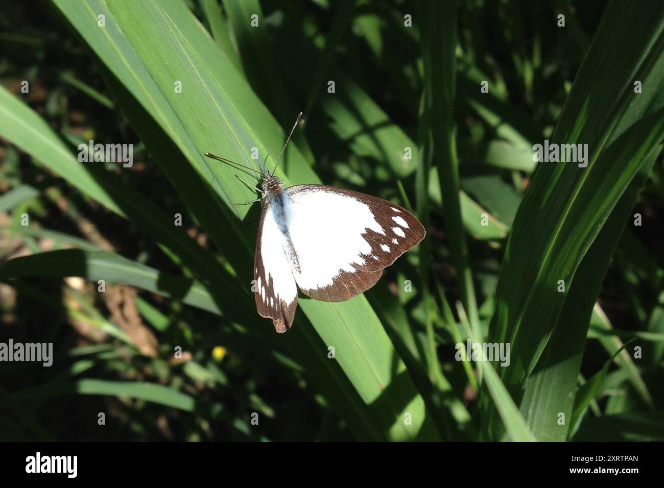 Cepora perimale hi-res stock photography and images - Alamy