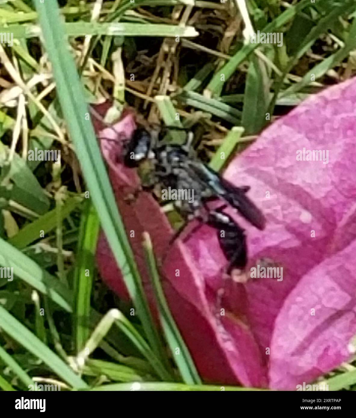 Cutworm Wasps (Podalonia) Insecta Stock Photo - Alamy