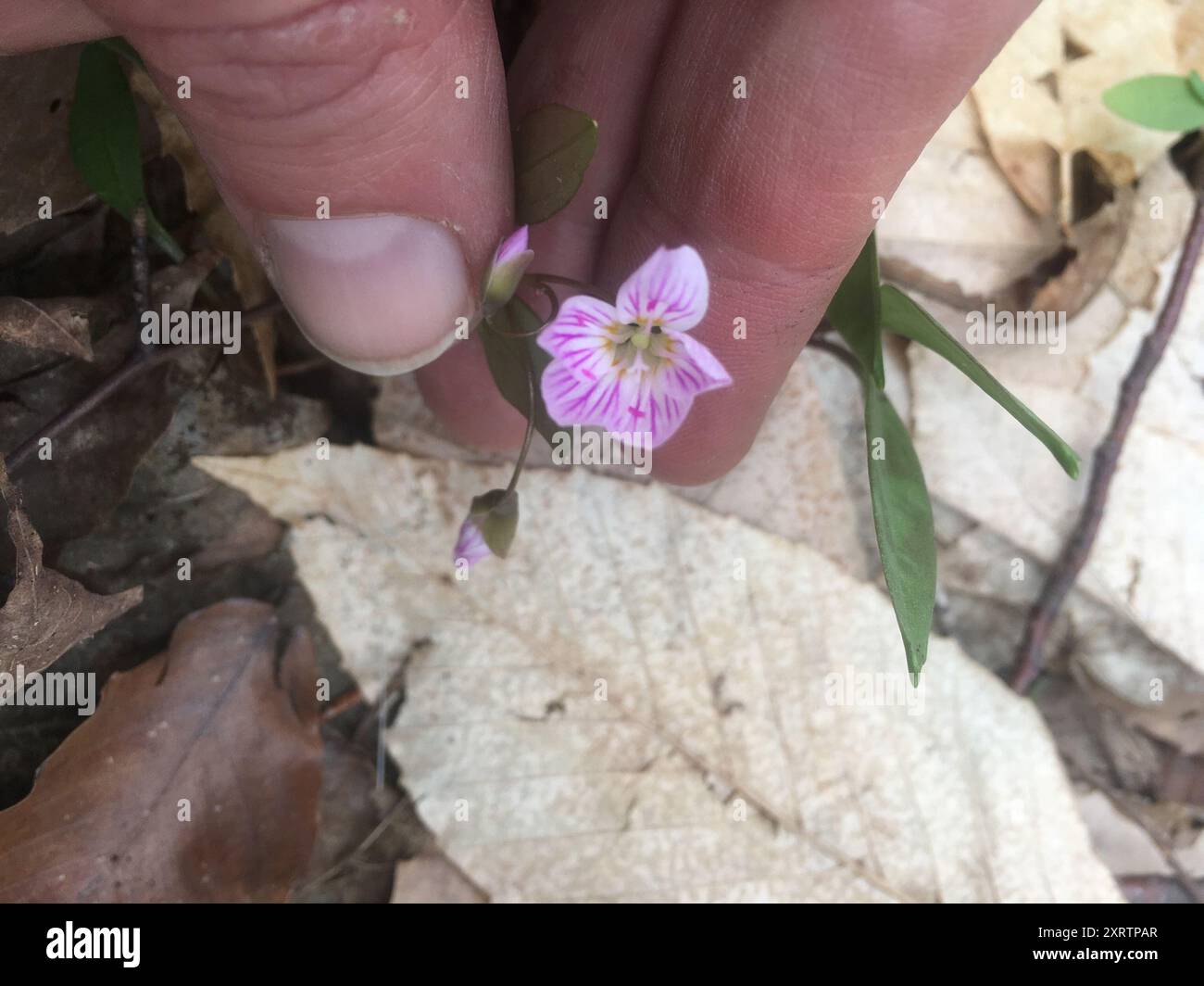 Carolina Springbeauty (Claytonia caroliniana) Plantae Stock Photo - Alamy