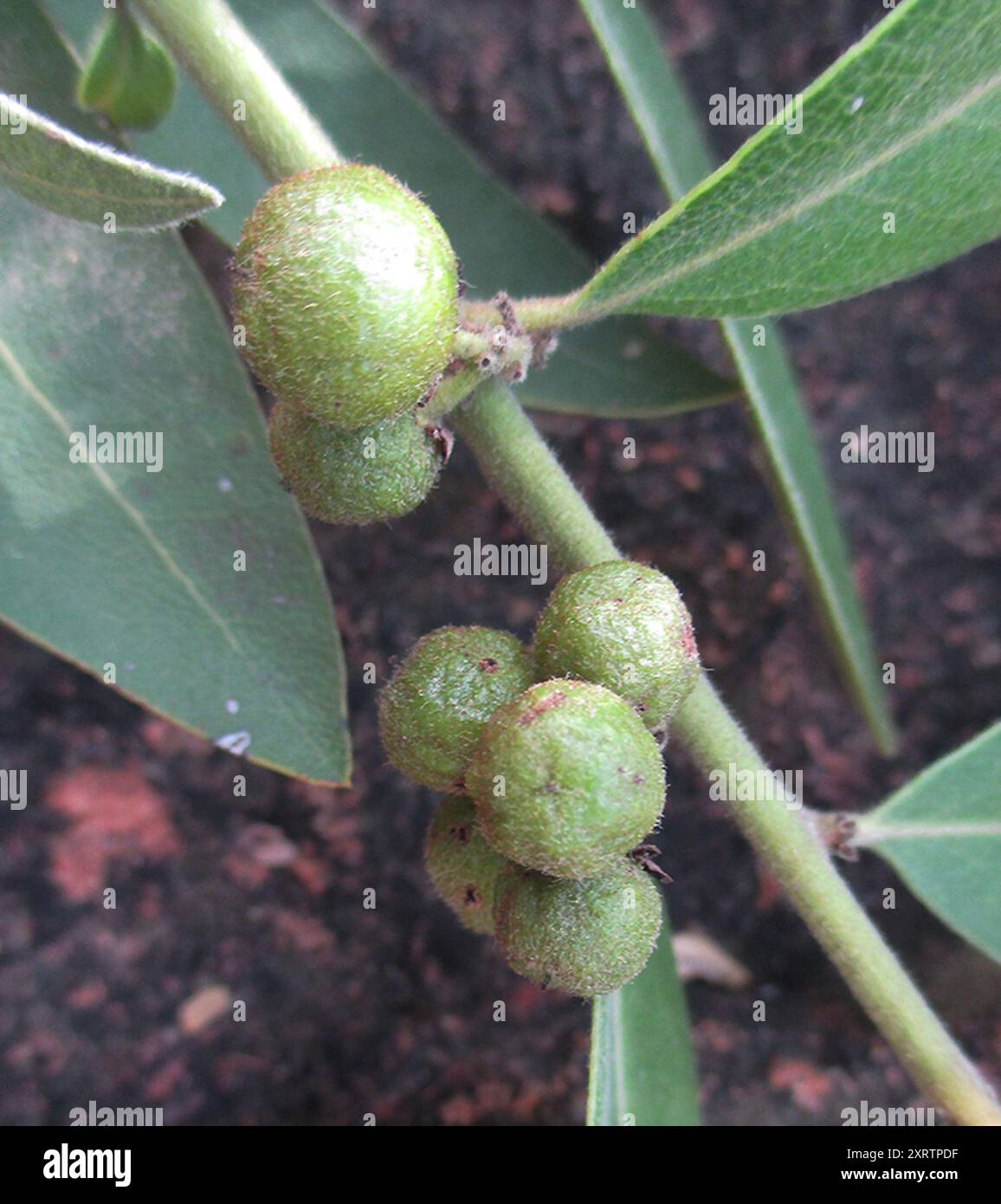 Bushveld Hairy Guarri (Euclea natalensis angustifolia) Plantae Stock ...