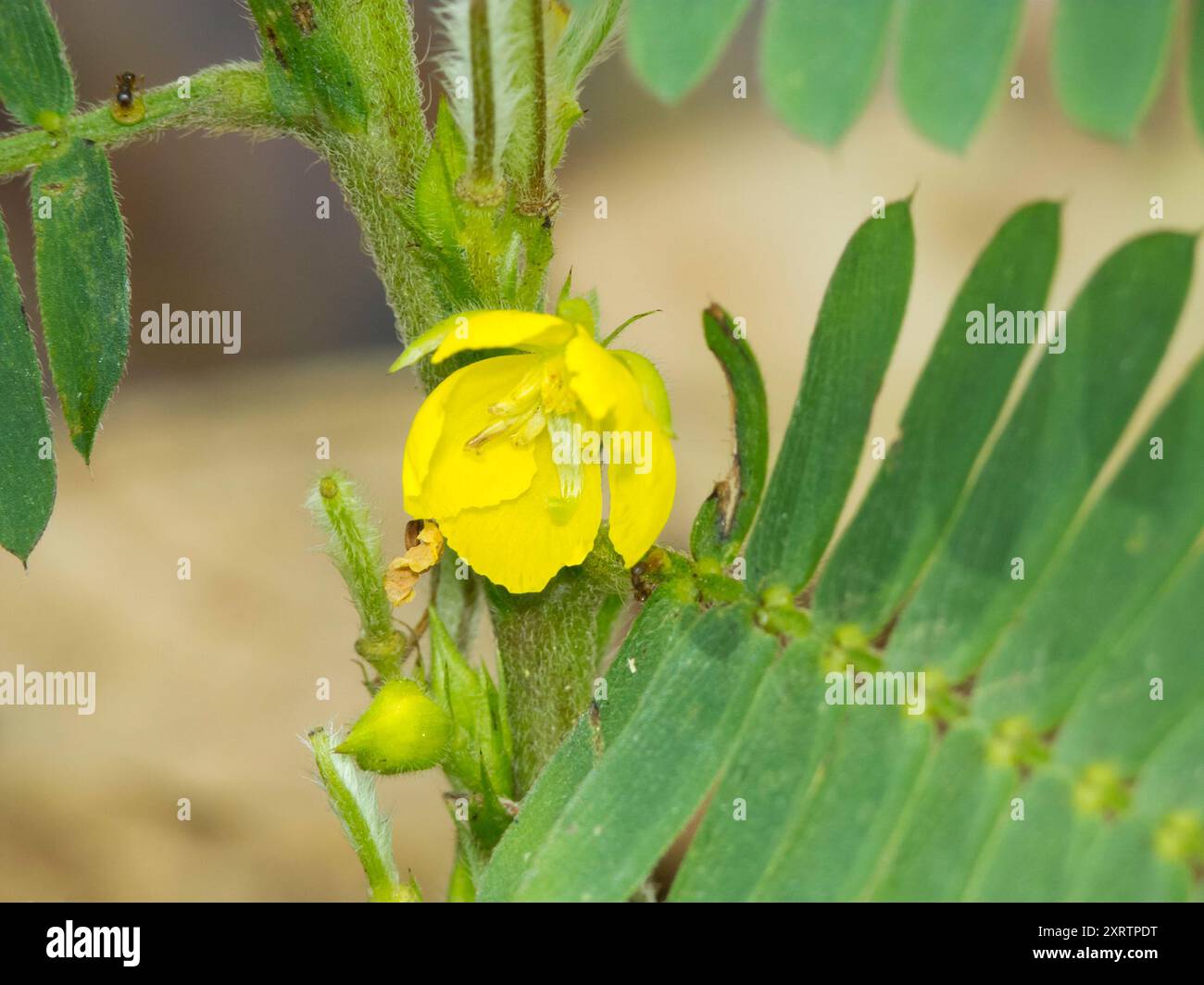 sensitive and partridge peas (Chamaecrista) Plantae Stock Photo - Alamy