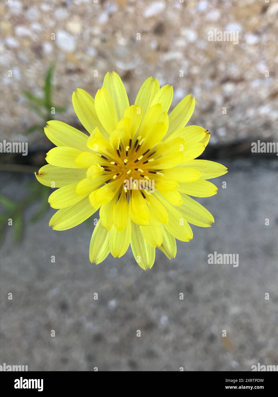 smallflower desert-chicory (Pyrrhopappus pauciflorus) Plantae Stock ...
