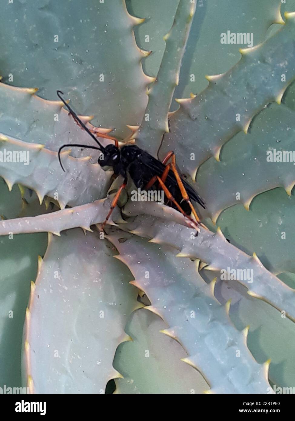 Spider Wasps (Pompilidae) Insecta Stock Photo - Alamy