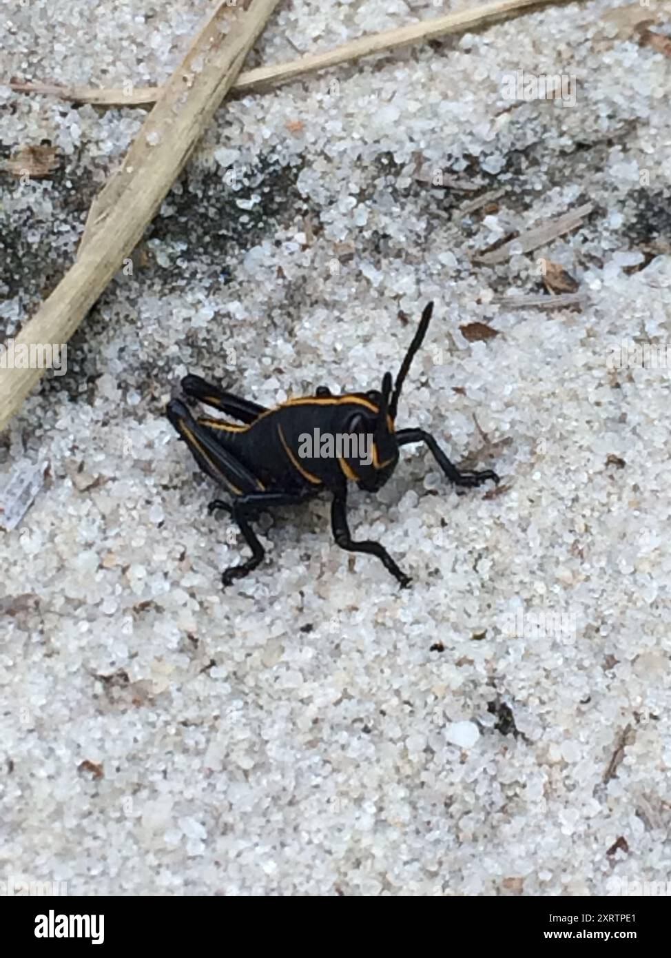 Eastern Lubber Grasshopper (Romalea microptera) Insecta Stock Photo - Alamy